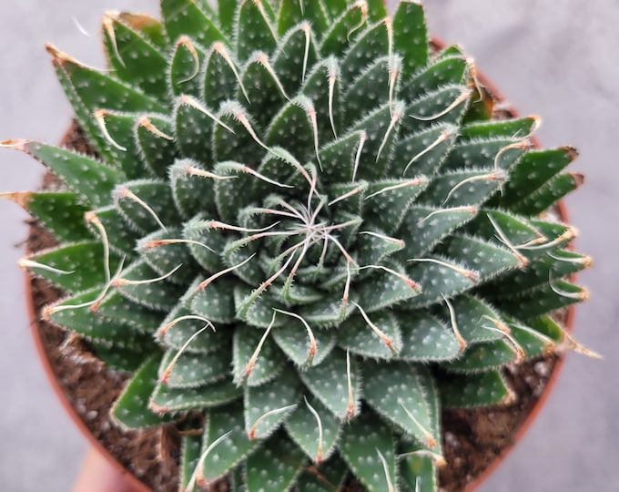 Aloe Aristata / Lace Aloe / Torch Plant / Bearded Aloe - Etsy