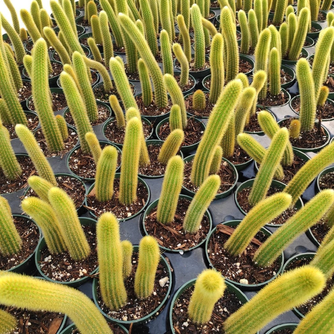 Cleistocactus Winteri Golden Rat Tail Cactus - Etsy