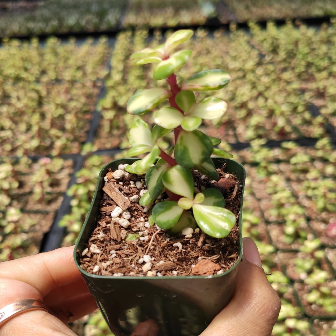 Portulacaria Afra 'elephant Bush' Succulent Plant - Etsy