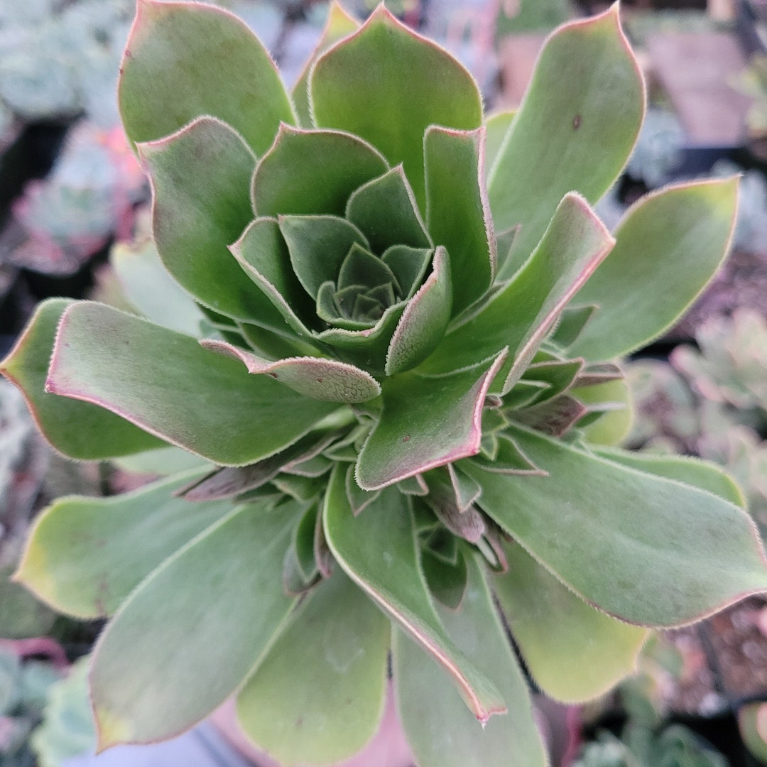 Aeonium Arboreum Cv. Succulent Plant - Etsy