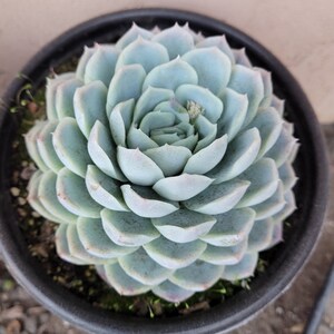 Echeveria 'raspberry Ice' Succulent Plant - Etsy