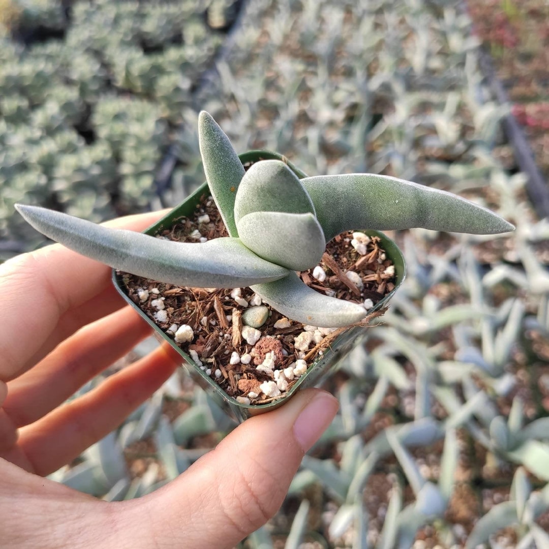 Crassula Falcata 'propeller Plant' Succulent Plant - Etsy