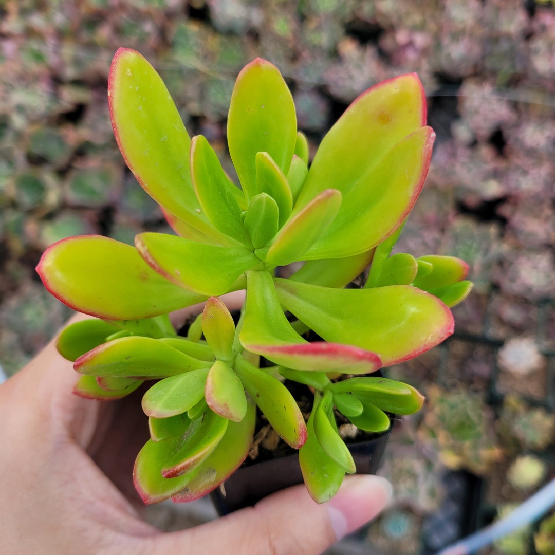 Sedum Praealtum - Green Apple Snap Succulent Plant - Etsy