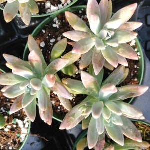 Graptosedum 'francesco Baldi' Succulent Plant - Etsy