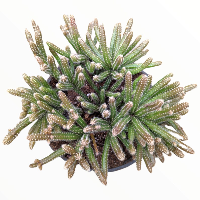 Rhipsalis Baccifera Subsp. Horrida Mouse Tail Cactus Cactus - Etsy