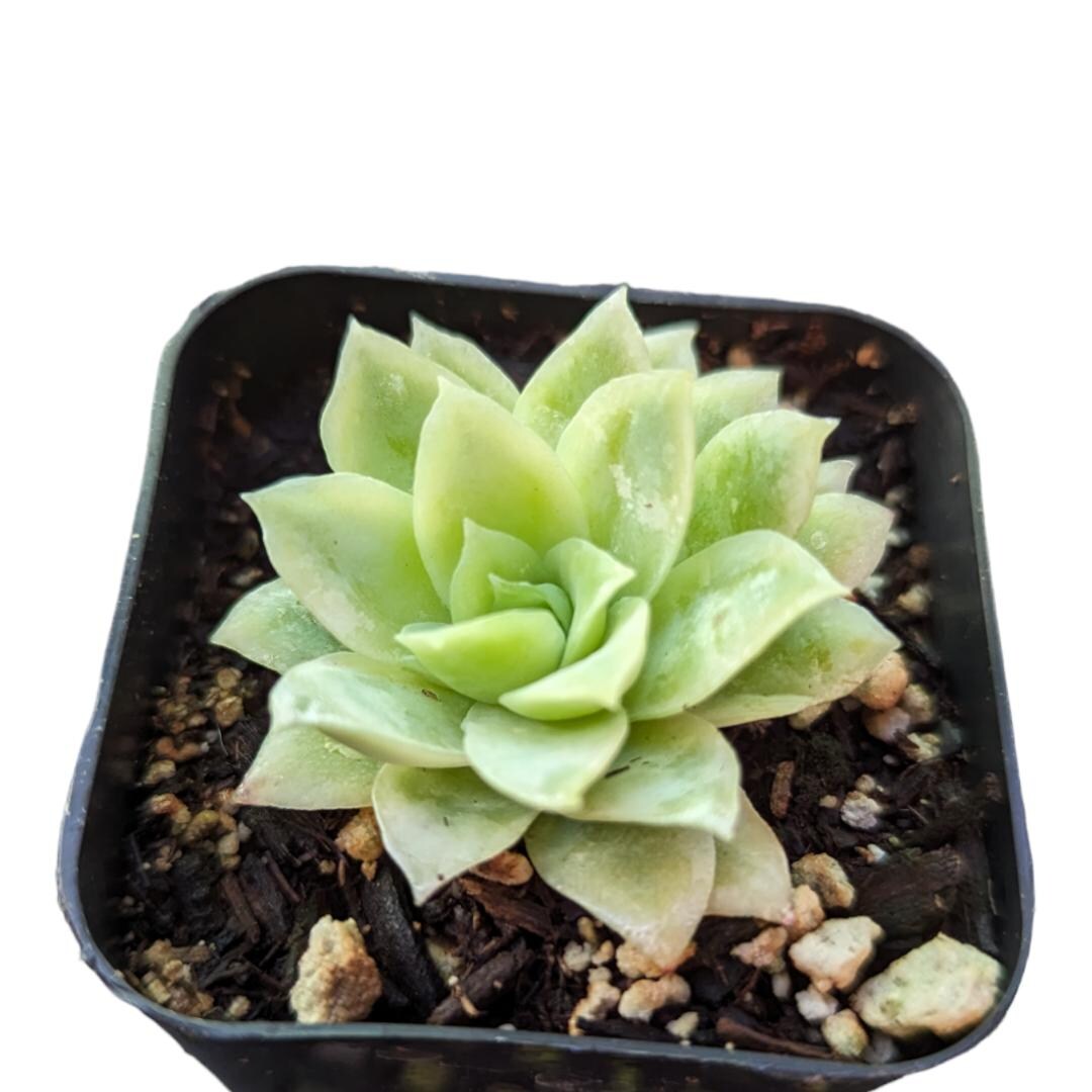 Echeveria Rose Queen Succulent Plant - Etsy