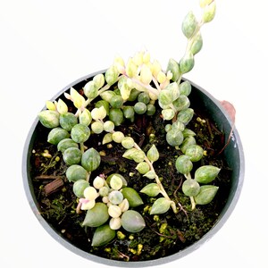 Senecio 'angel Tears' Variegata Succulent Plant - Etsy