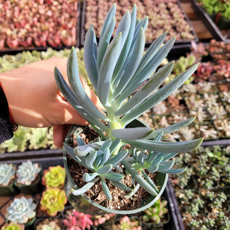 Senecio Serpens 'blue Chalk Sticks' Succulent Plant - Etsy