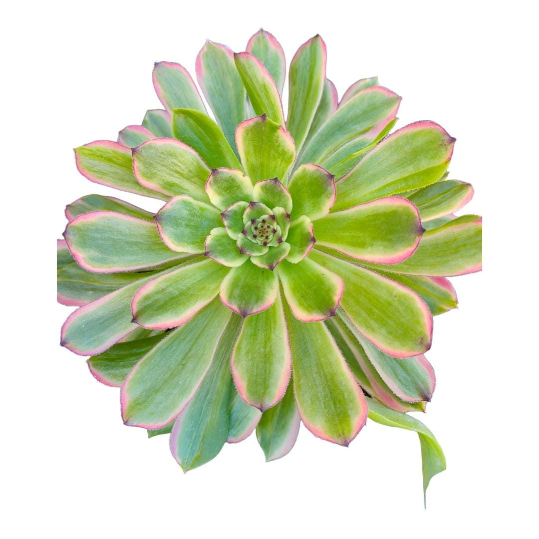 Aeonium 'venus' Variegata Succulent Plant - Etsy