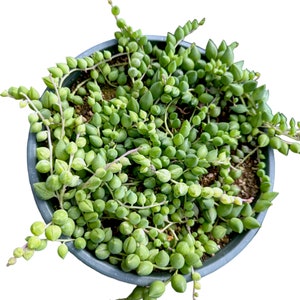 Senecio 'angel Tears' Variegata Succulent Plant - Etsy