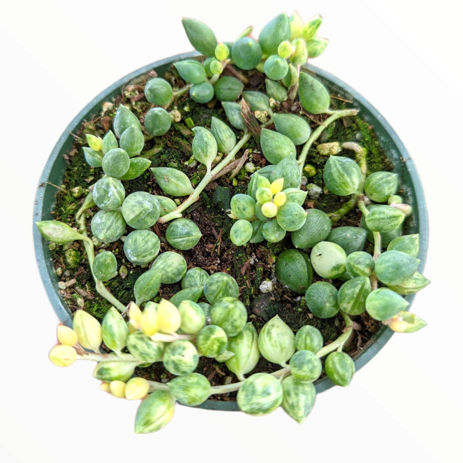 Senecio 'angel Tears' Variegata Succulent Plant - Etsy