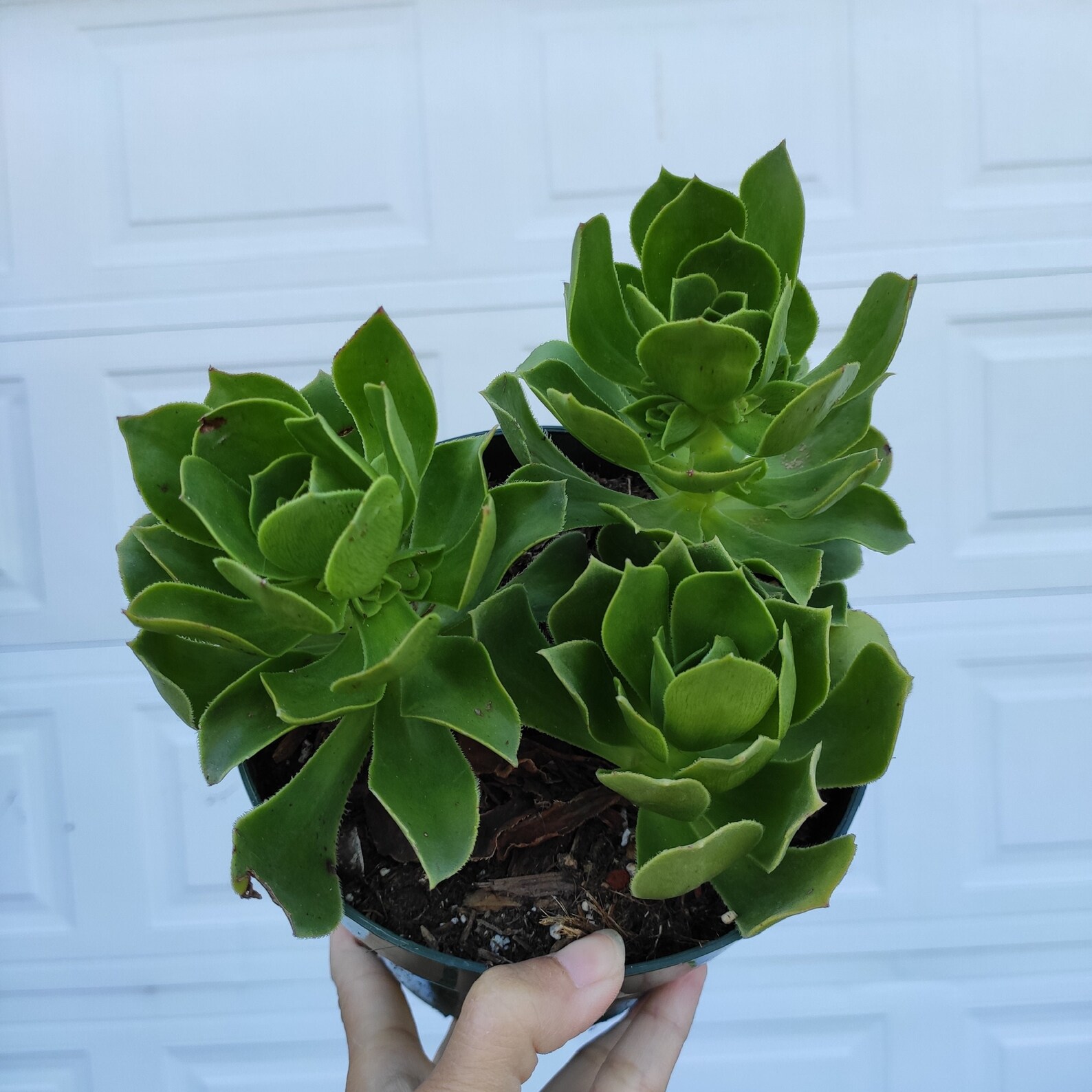 Aeonium Arboreum Cv. Succulent Plant - Etsy