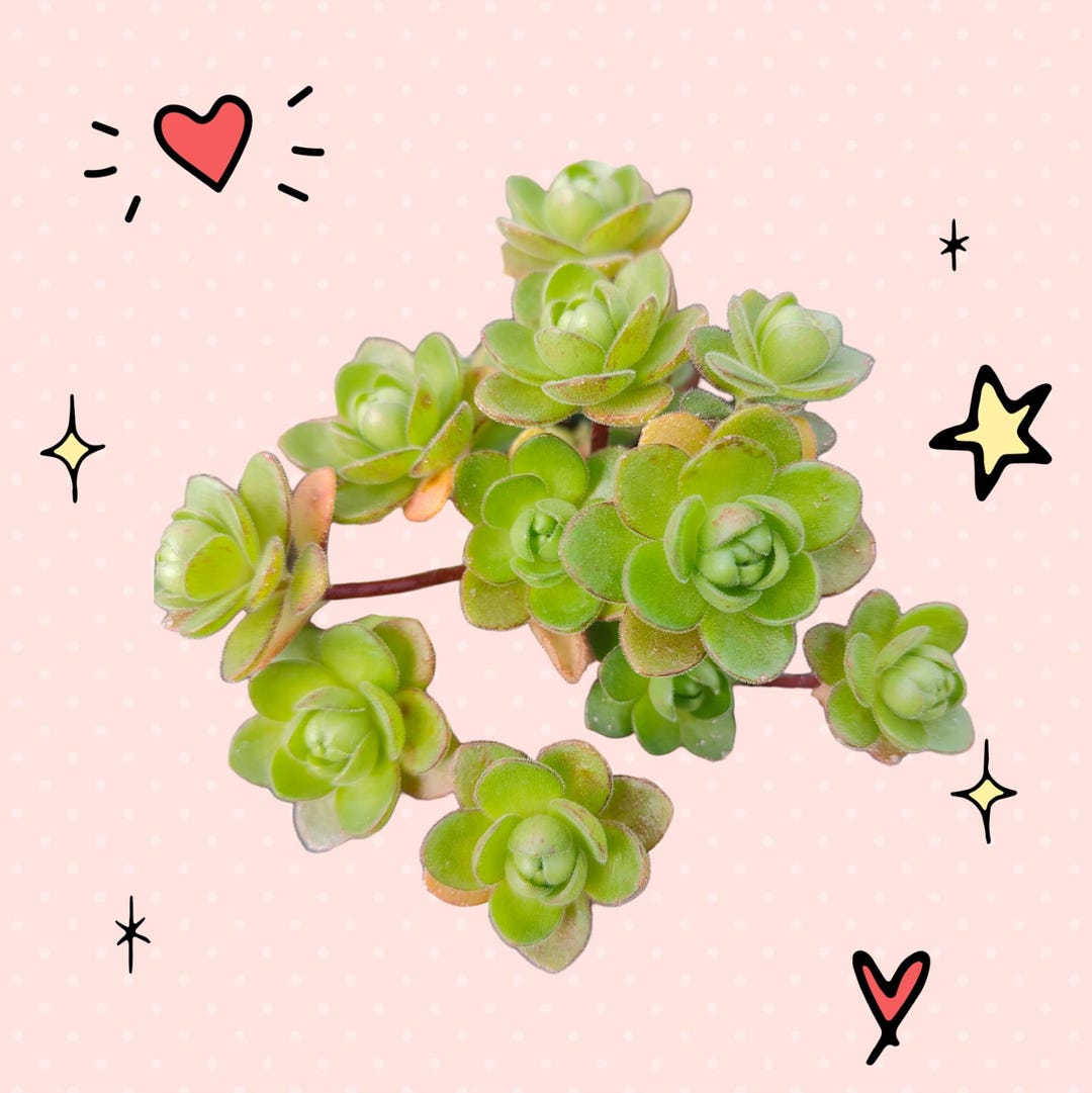 Aeonium Saundersii Pinheads 'little Fox' Succulent Plant - Etsy