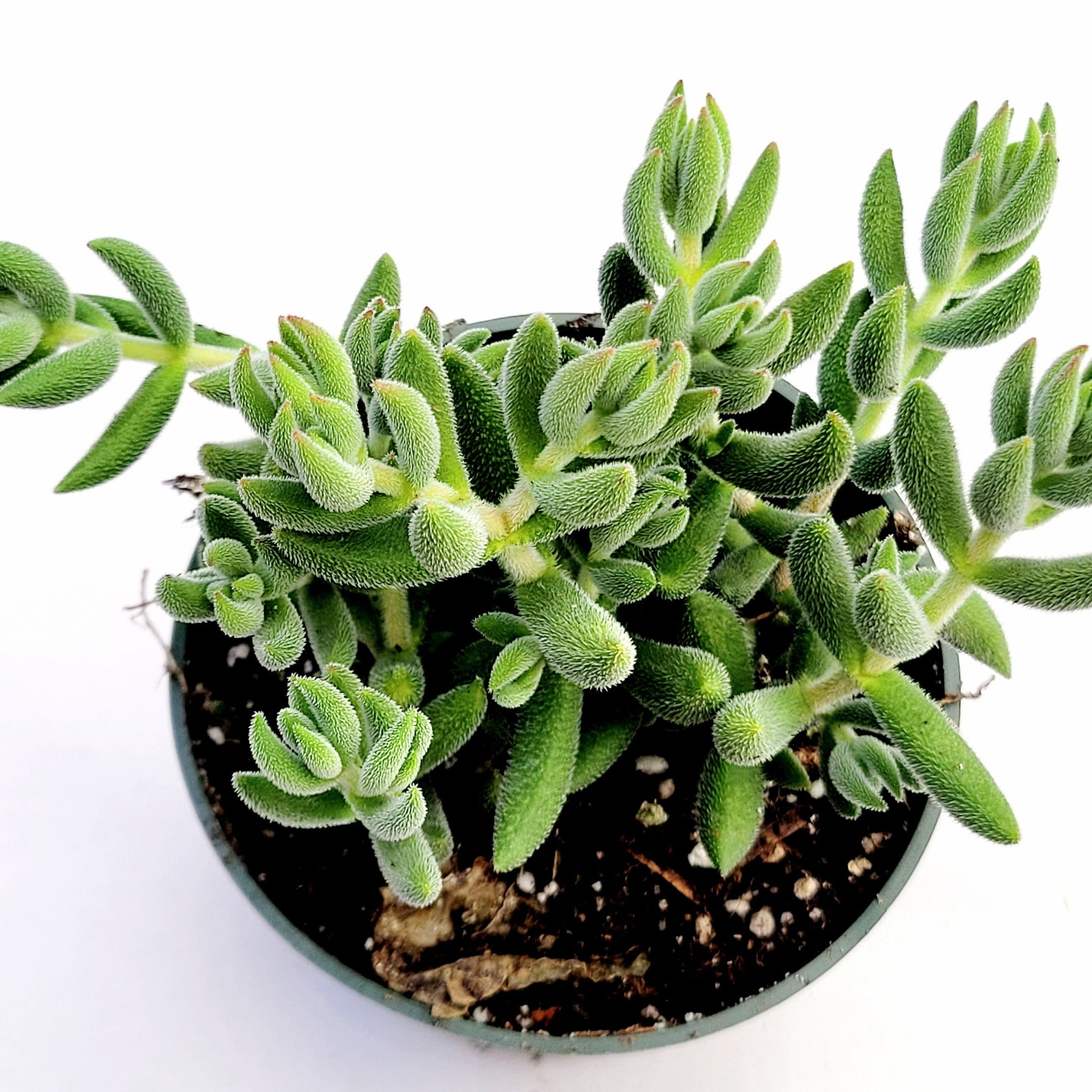 Crassula Mesembryanthemoides 'tenelli' Succulent Plant - Etsy