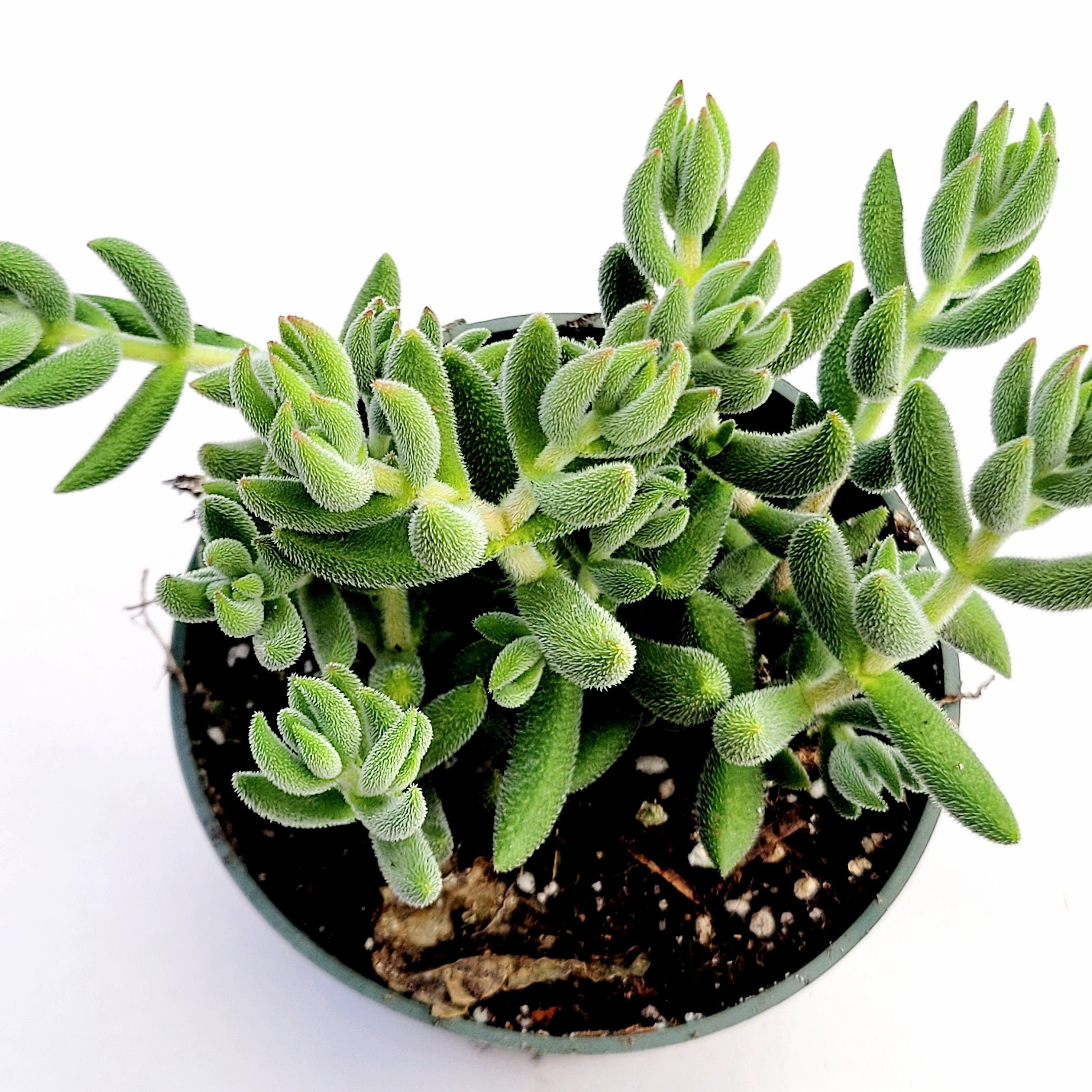 Crassula Mesembryanthemoides 'tenelli' Succulent Plant - Etsy