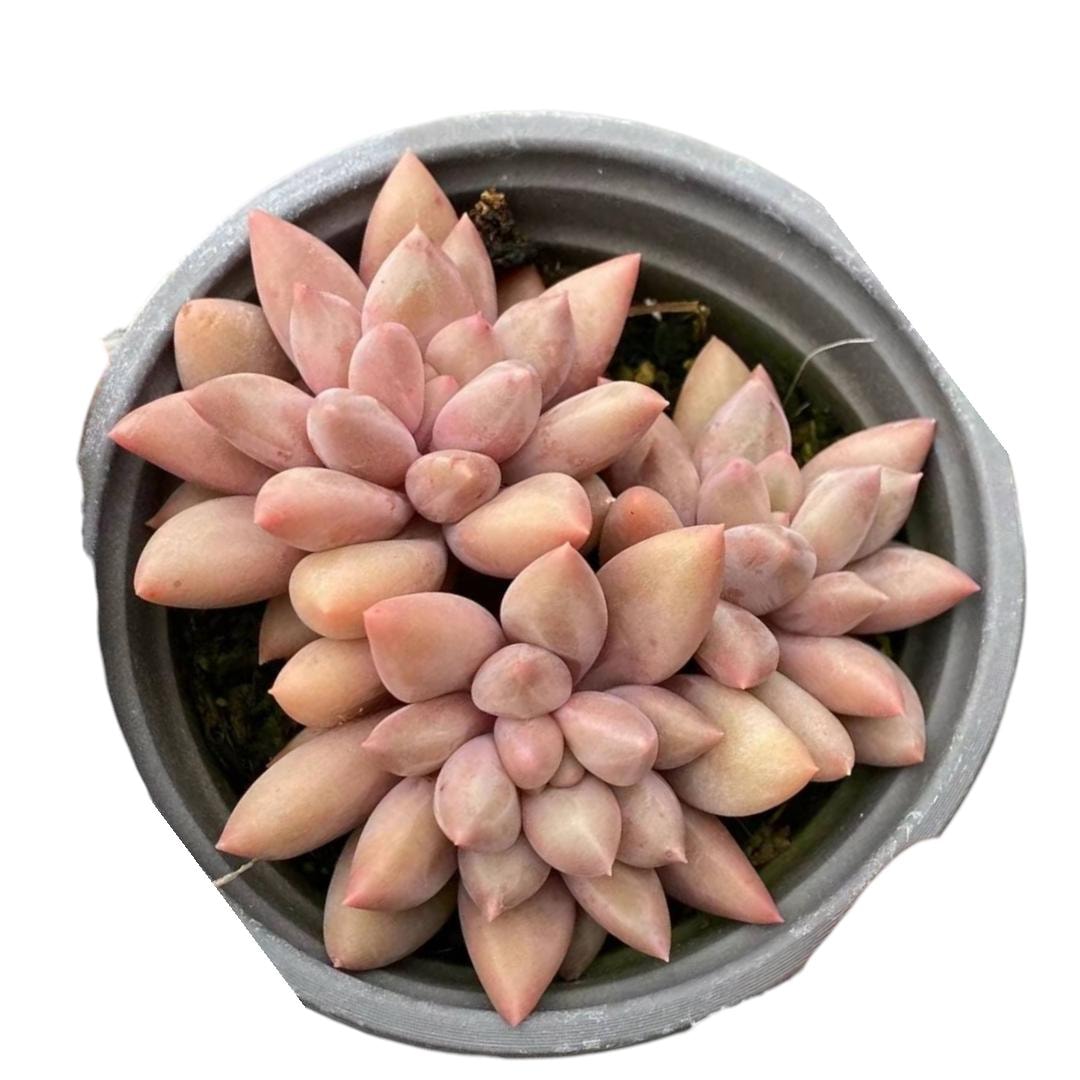 Pachyveria Red Angel's Finger Succulent Plant - Etsy