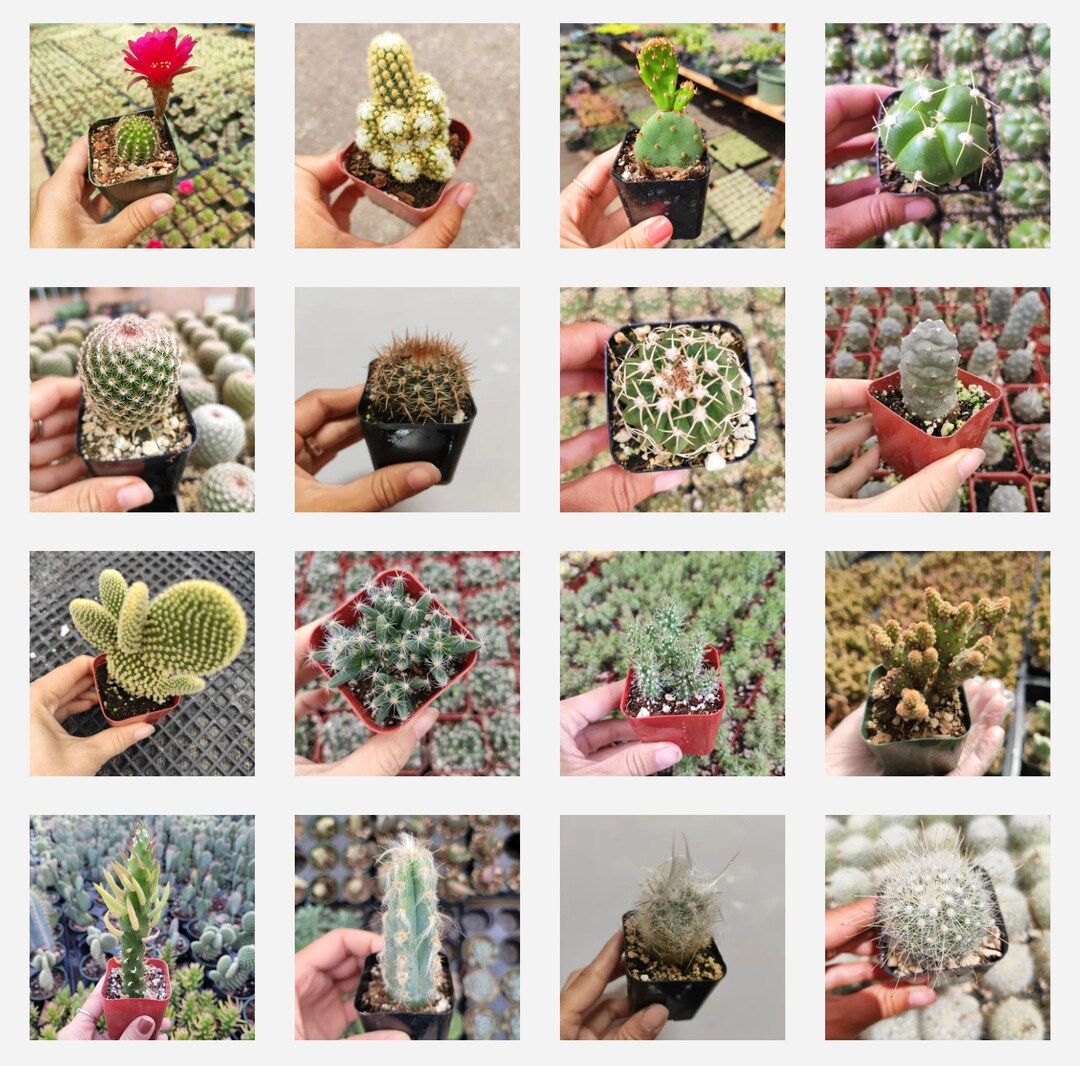 Cactus Variety Pack - Etsy