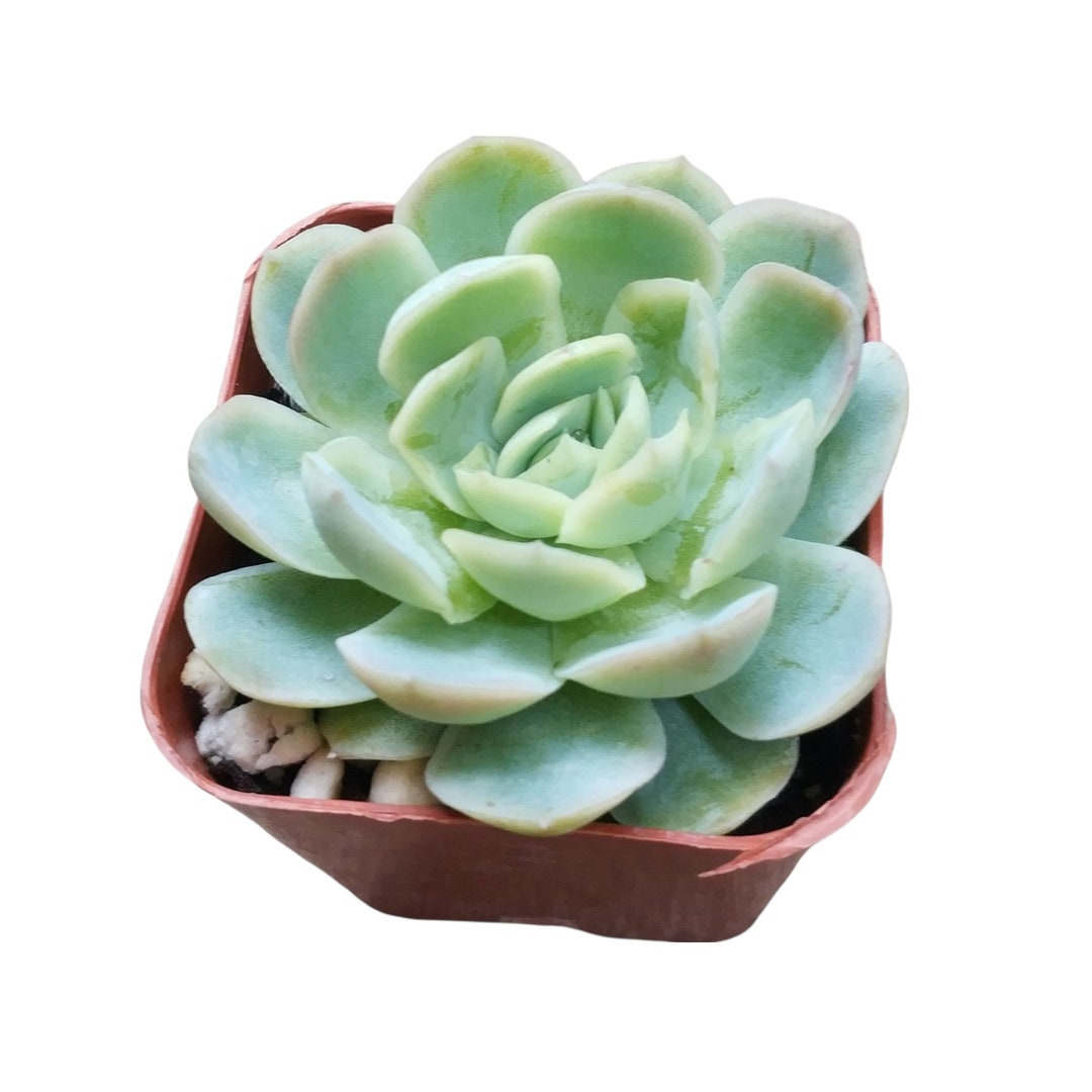 Echeveria 'raspberry Ice' Succulent Plant - Etsy