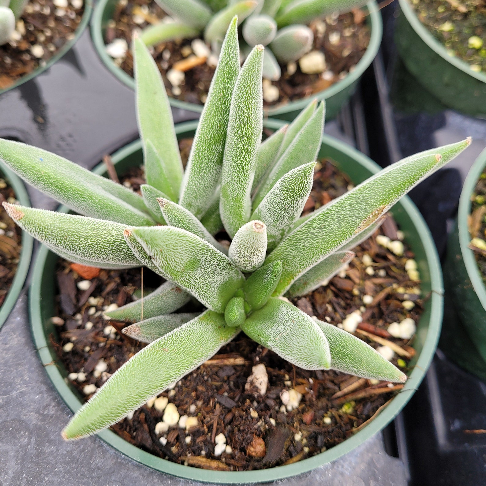 Crassula Mesembryanthemoides 'tenelli' Succulent Plant - Etsy
