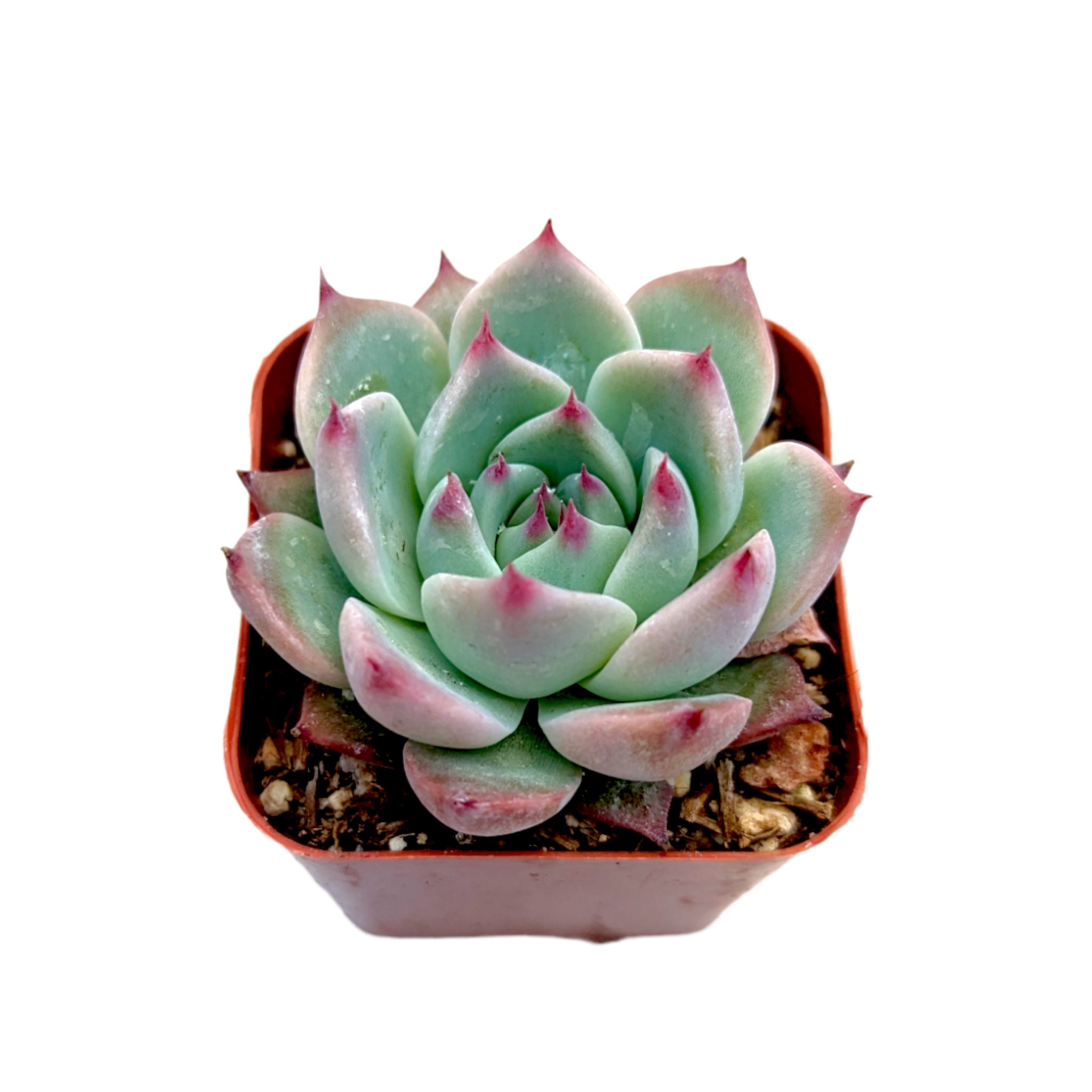 Echeveria Colorata Succulent Plant - Etsy