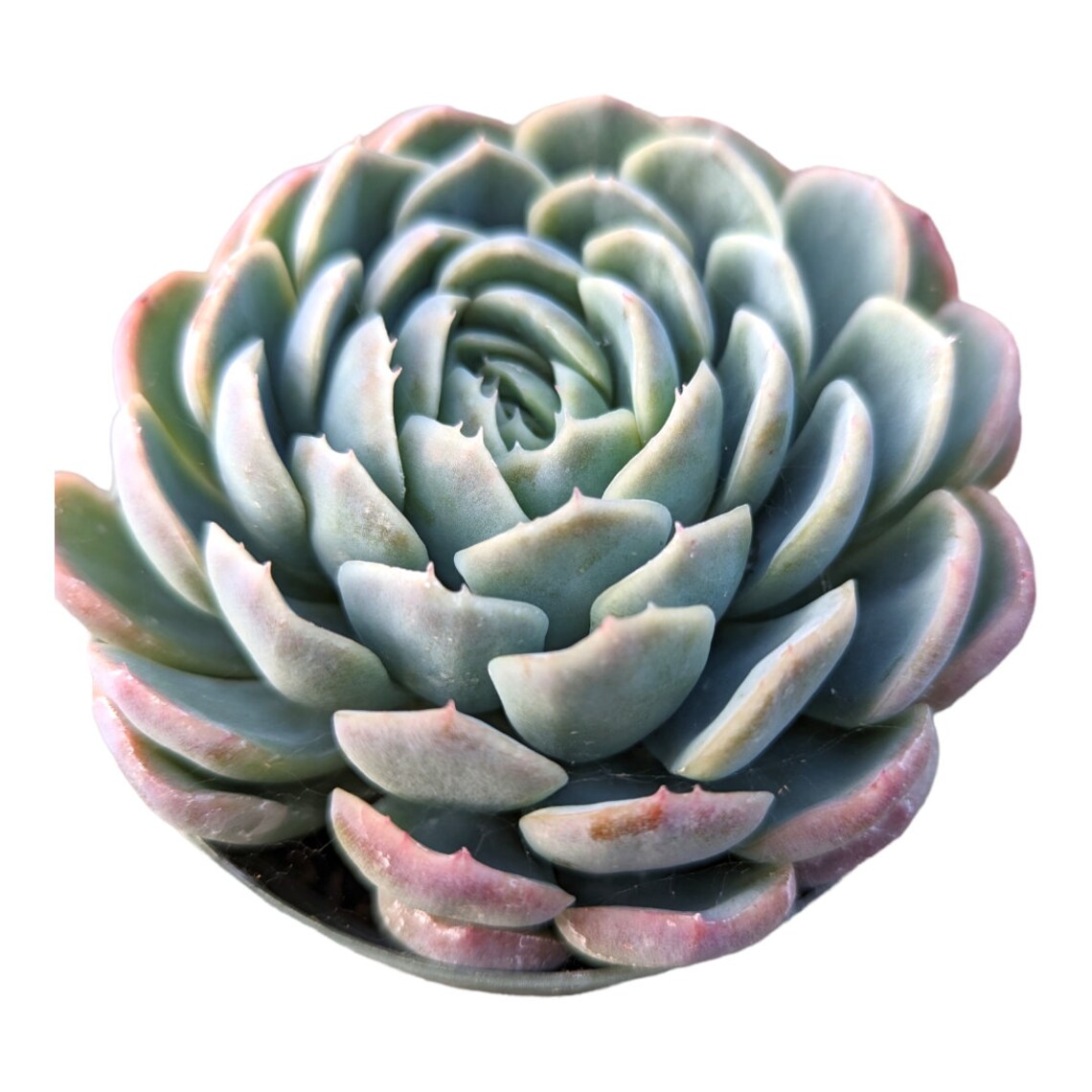 Echeveria 'raspberry Ice' Succulent Plant - Etsy