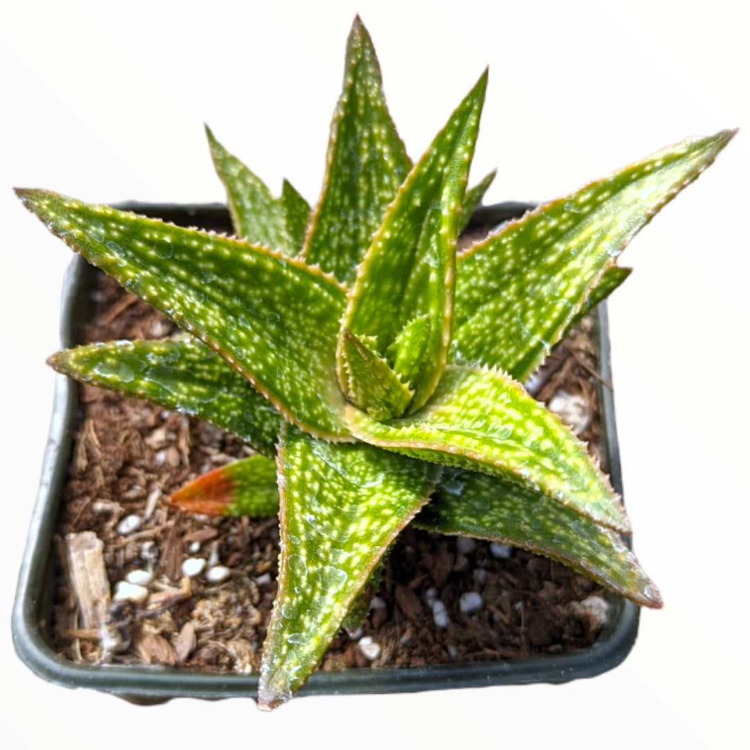 Gasteraloe 'green Gold' Succulent Plant - Etsy