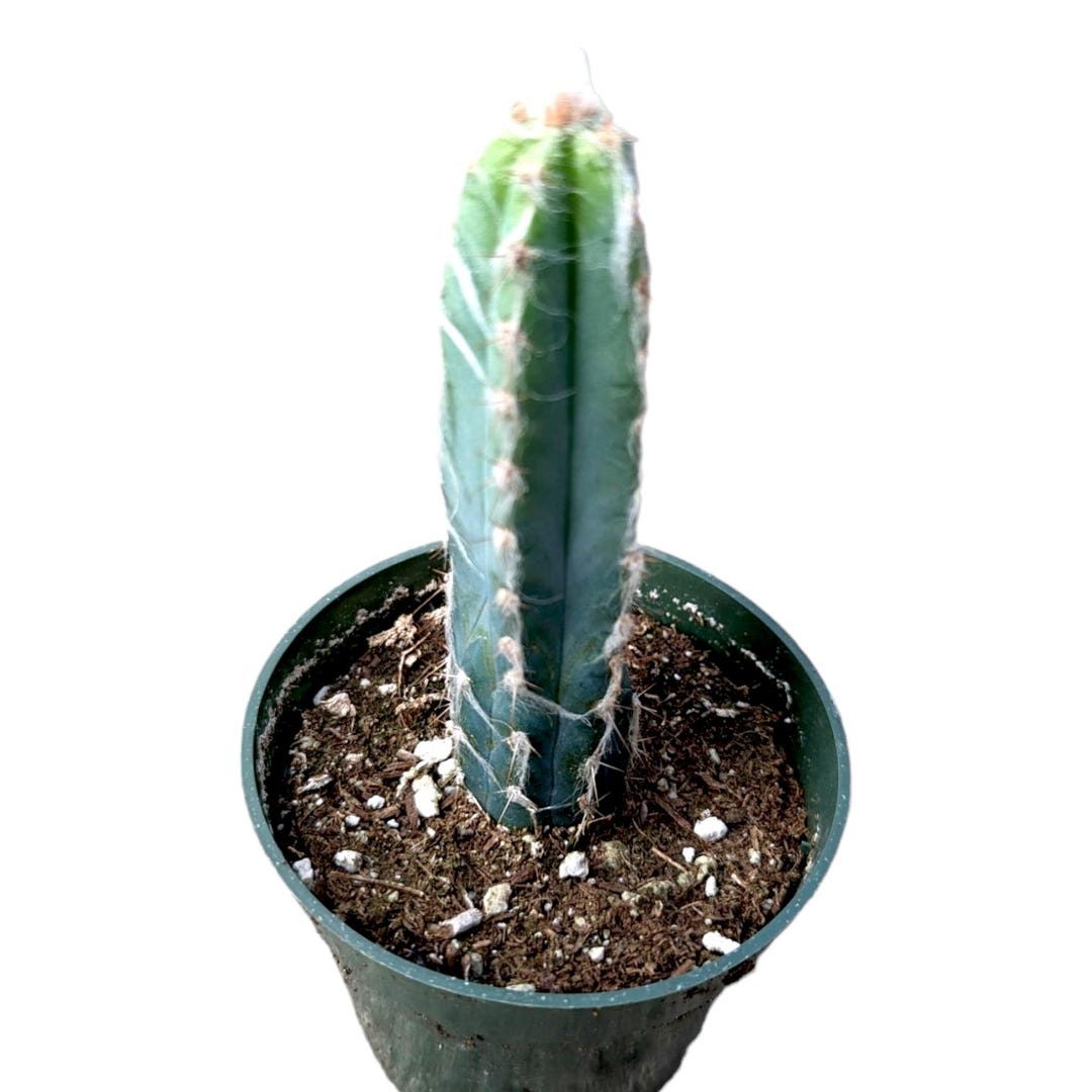 Pilosocereus Cephalocereus Palmeri Succulent Plant - Etsy
