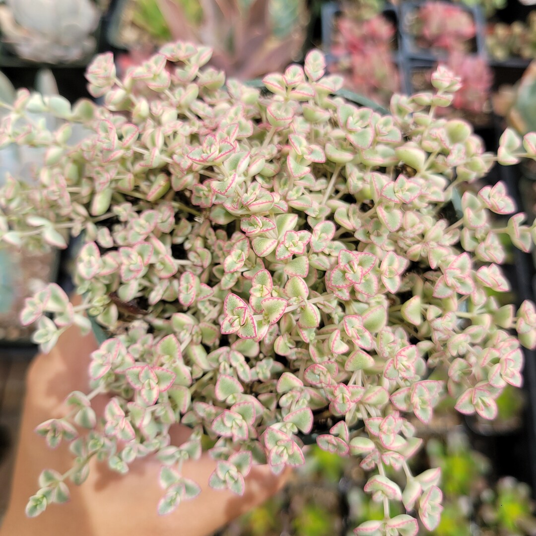 Sedum 'little Missy' Succulent Plant - Etsy