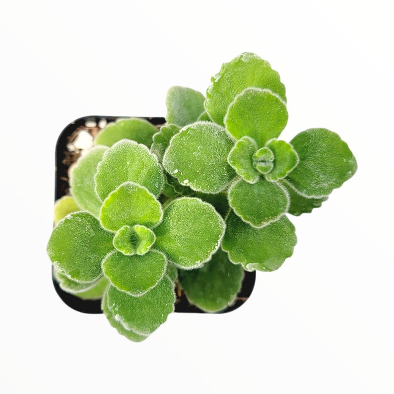 Plectranthus tomentosa - Planta suculenta Vicks Plant - Etsy México