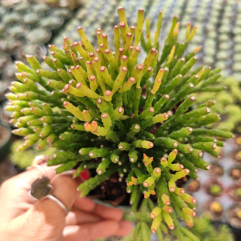 Hatiora Salicornioides 'dancing Bones' Succulent Plant - Etsy