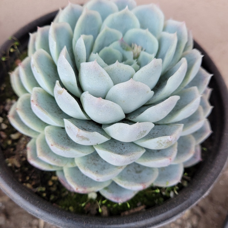 Echeveria 'raspberry Ice' Succulent Plant - Etsy
