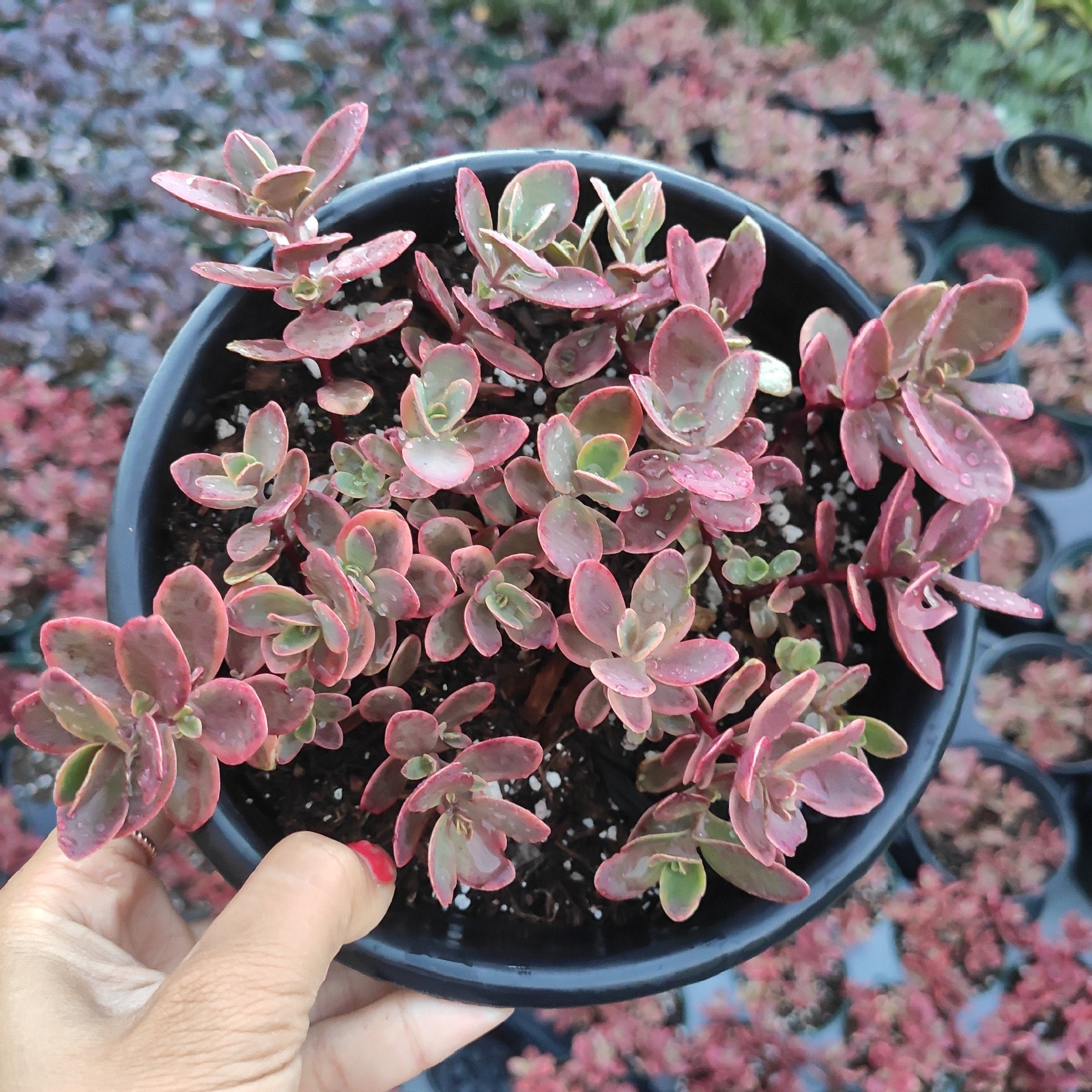 Sunsparkler® Sedum 'wildfire' Succulent Plant - Etsy