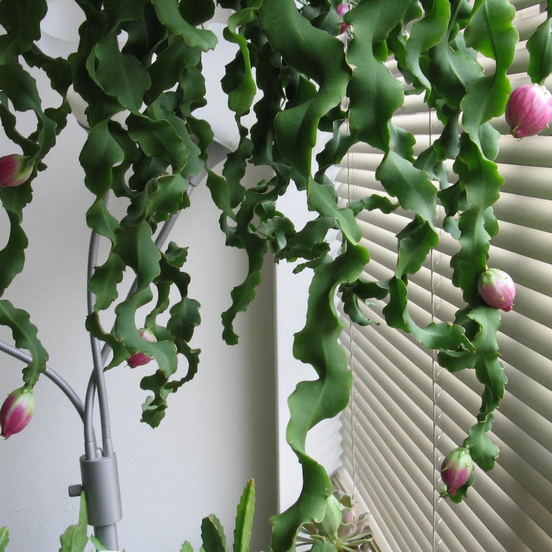 Epiphyllum Curly Locks Orchid Cactus Succulent Plant - Etsy