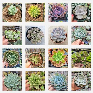 Assorted Succulent Set Shown in 4" Pots Succulent Plant - Etsy
