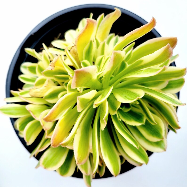 Aeonium Arboreum 'luteovariegatum' Variegated Succulent Plant - Etsy