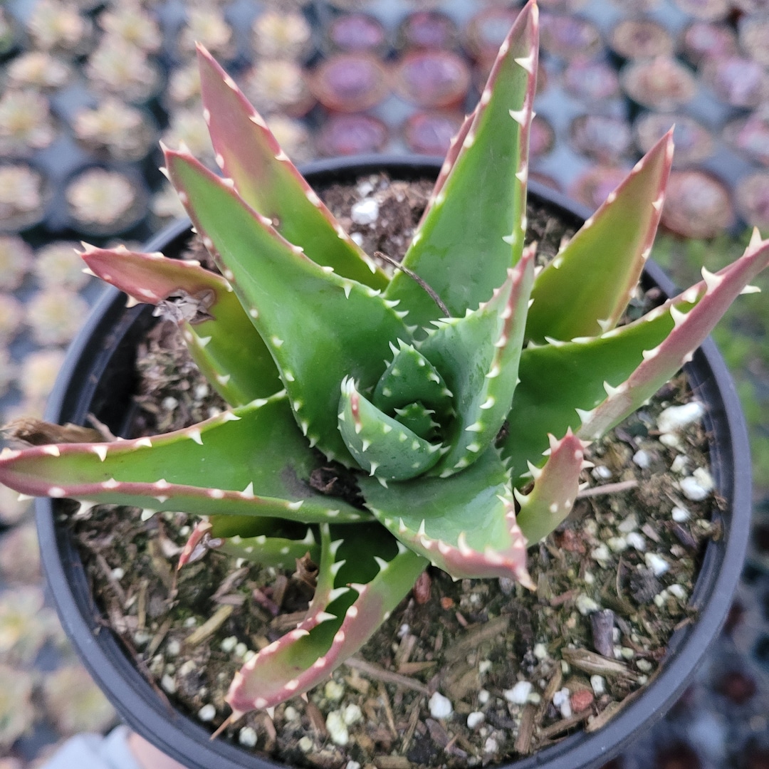 Aloe Perfoliata - Mitre Aloe, Rubble Aloe Succulent Plant - Etsy
