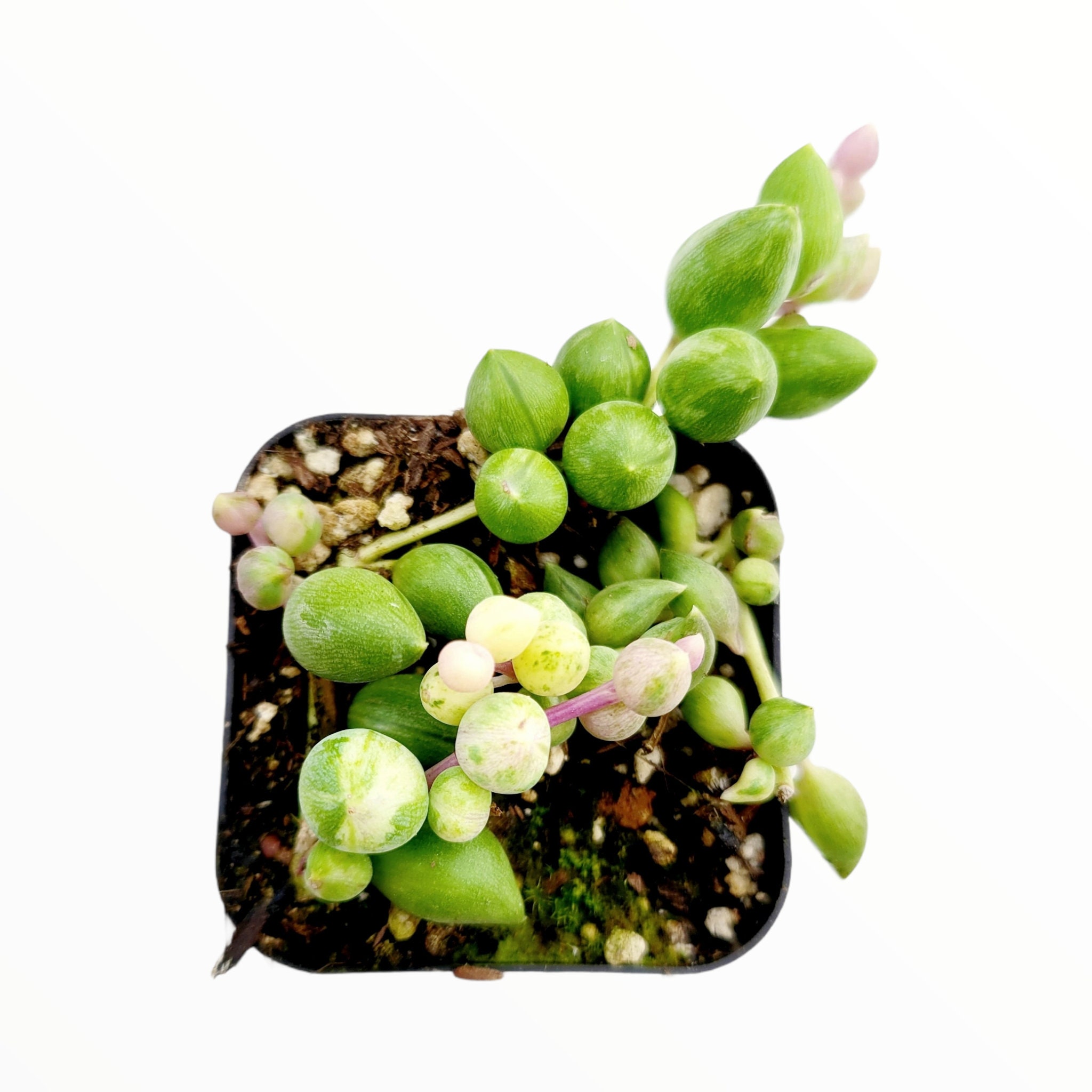 Senecio 'angel Tears' Variegata Succulent Plant - Etsy