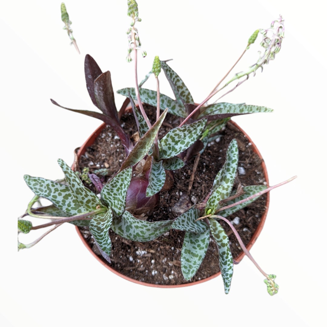 Ledebouria Ovatifolia ‘silver Squill’ Succulent Plant - Etsy