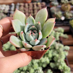 Echeveria Colorata Succulent Plant - Etsy