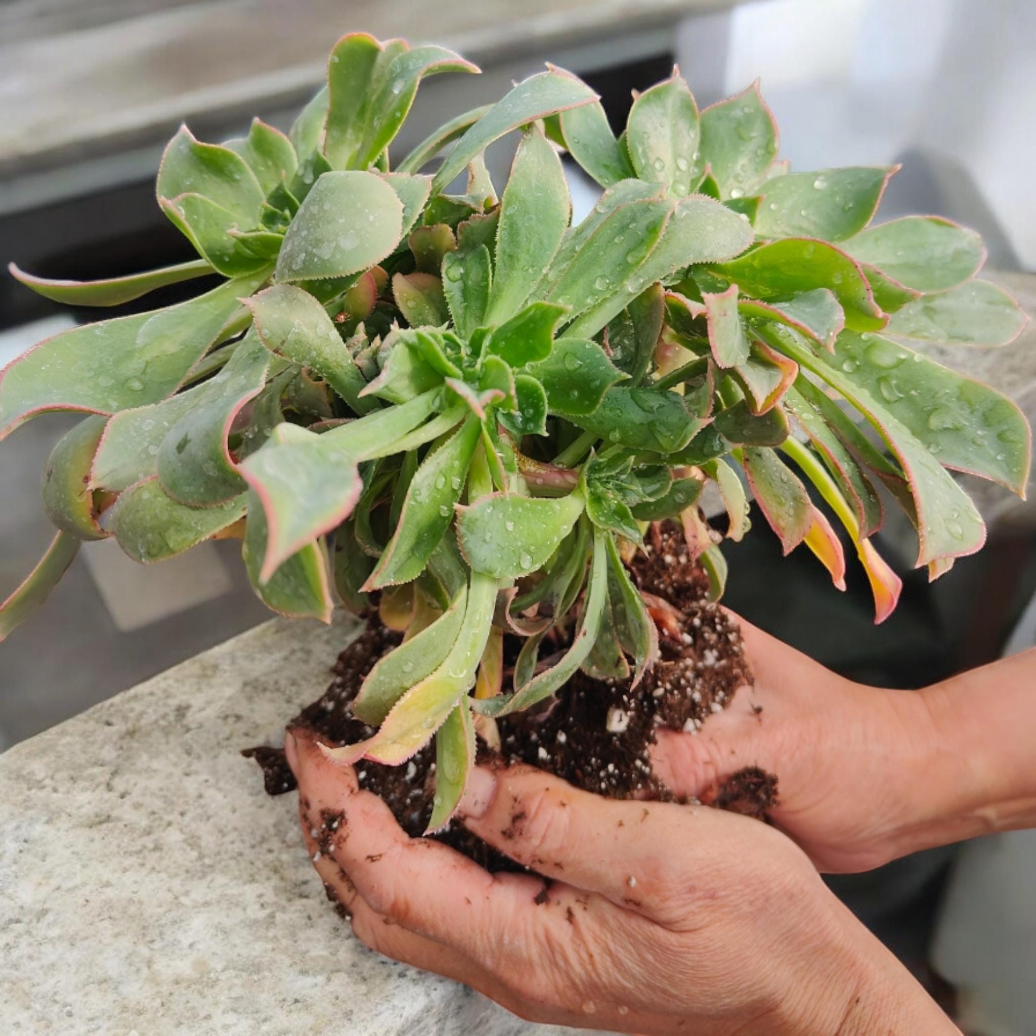 Aeonium Haworthii 'pinwheel' Crest Succulent Plant - Etsy
