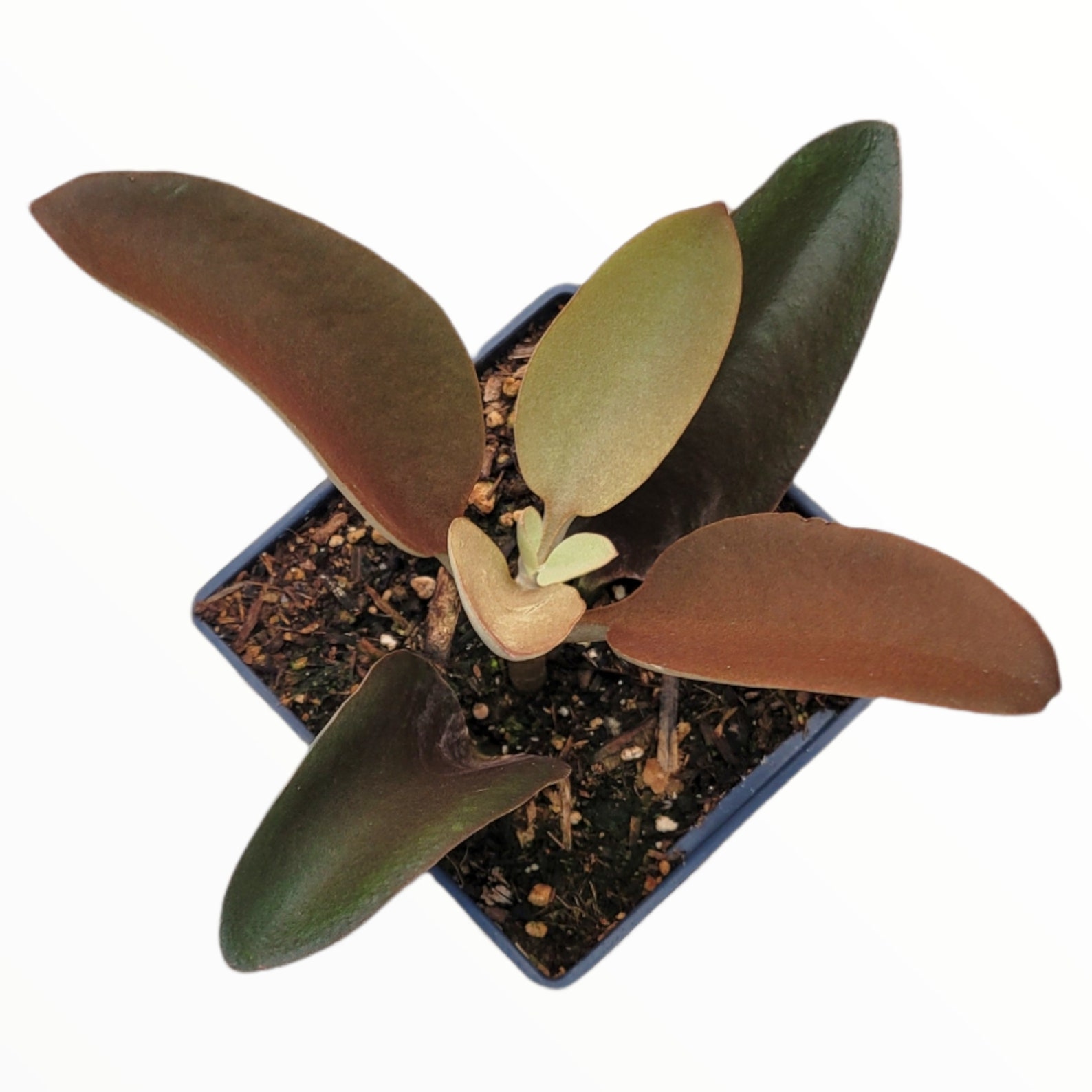 Kalanchoe Orgyalis ‘copper Spoons’ Succulent Plant - Etsy