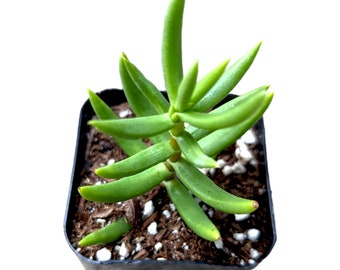 Large Miniature Pine Tree, Succulent, Crassula Tetragona Rooted and ...