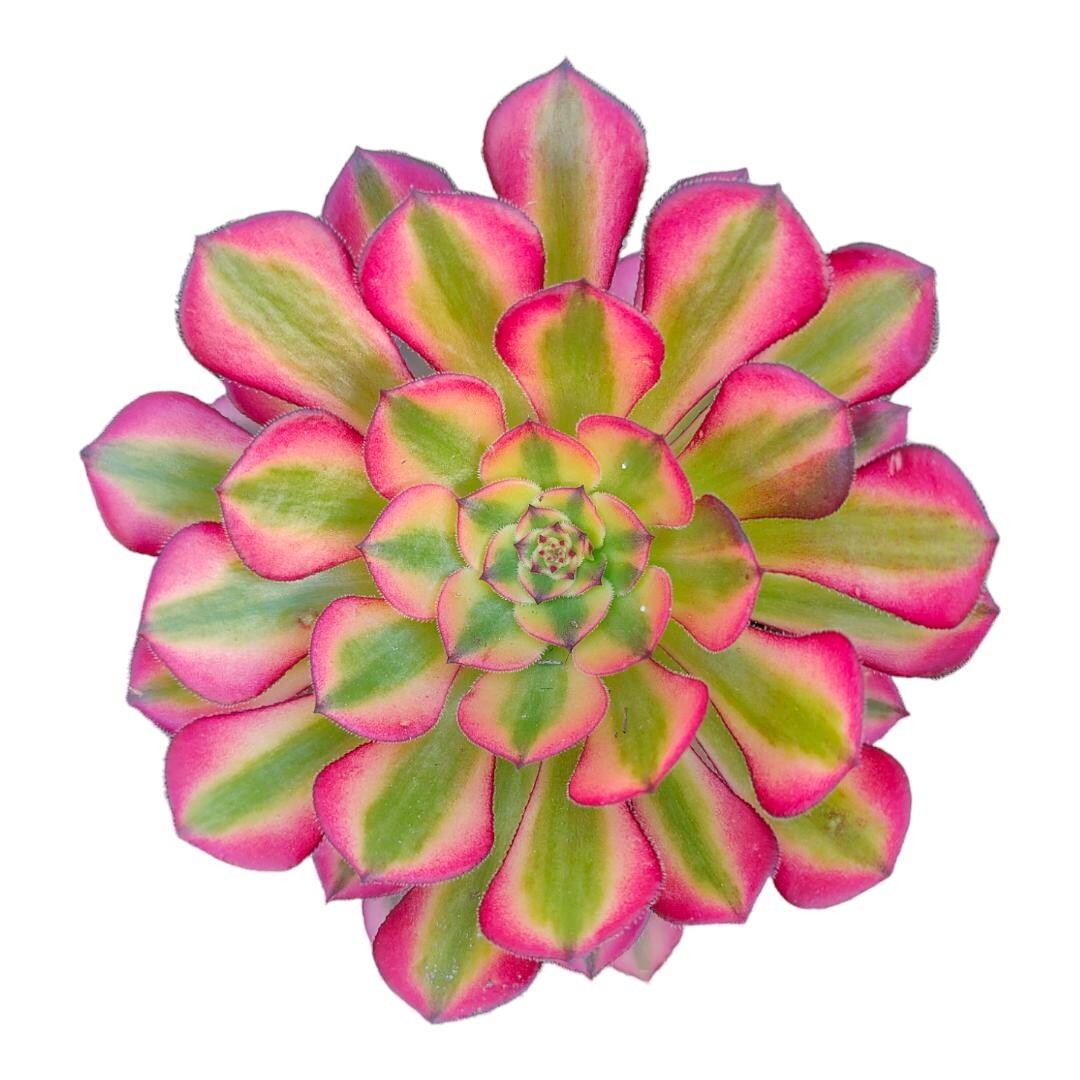 Aeonium Garnet Red Copper Yellow Brocade Succulent Plant - Etsy