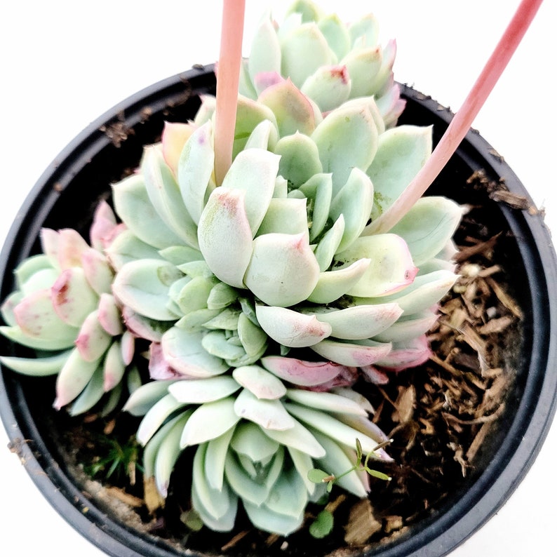 Echeveria 'raspberry Ice' Succulent Plant - Etsy