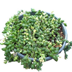 Senecio 'angel Tears' Variegata Succulent Plant - Etsy