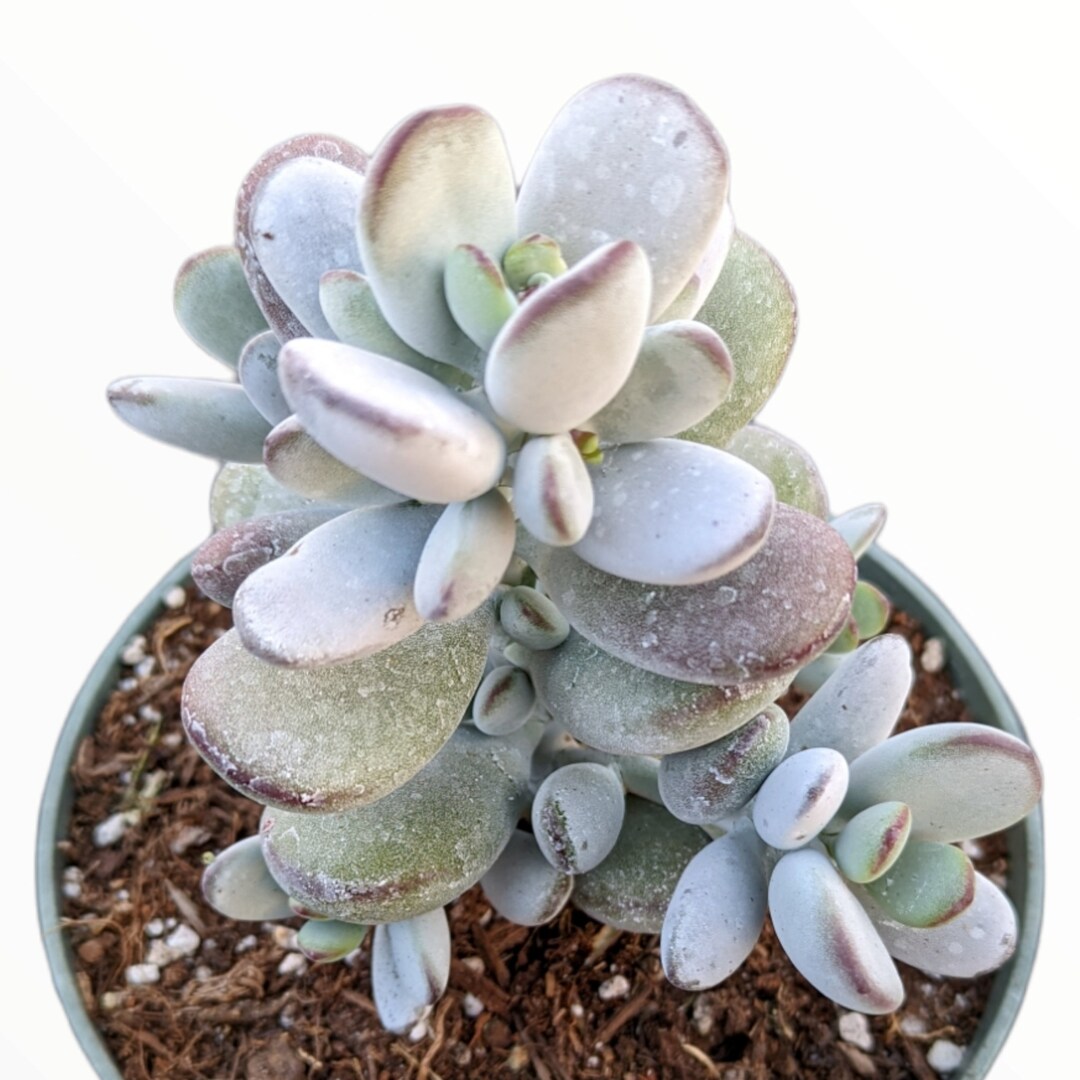 Cotyledon Orbiculata 'ping Pong' Succulent Plant - Etsy