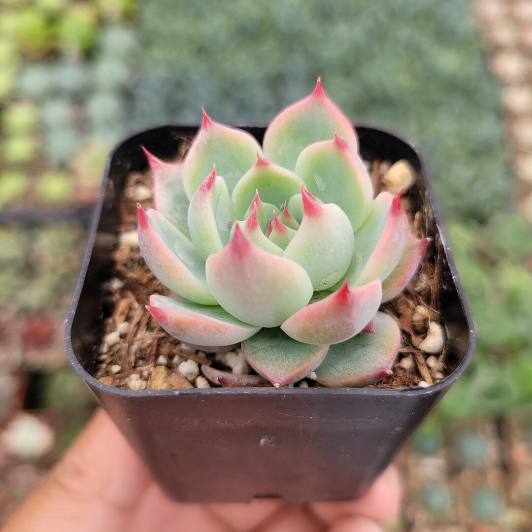 Echeveria Colorata Succulent Plant - Etsy