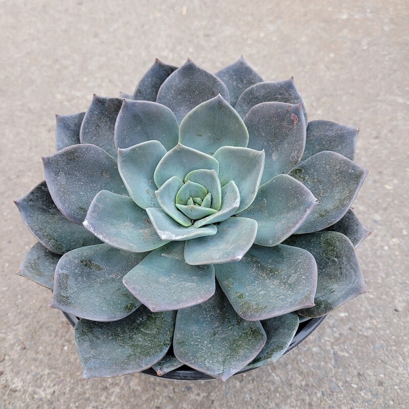 Echeveria Cante - Etsy