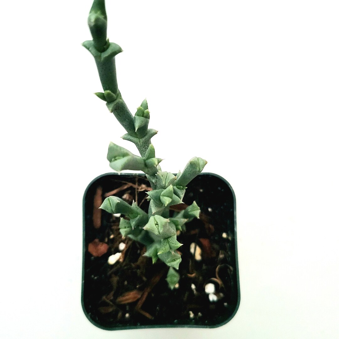 Ruschia Uncinata 'doringvygie' Succulent Plant - Etsy