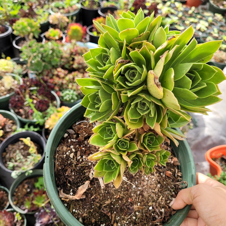 Aeonium Arboreum Cv. Succulent Plant - Etsy